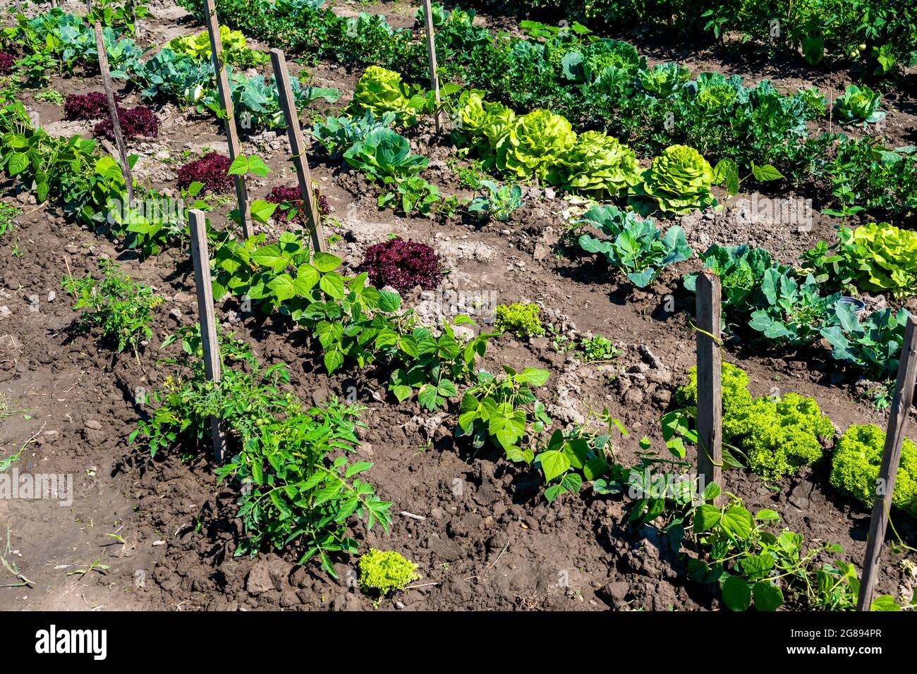 Vegetable Patch With Fresh Salad And Cabbage In An Urban Gardening Area ...