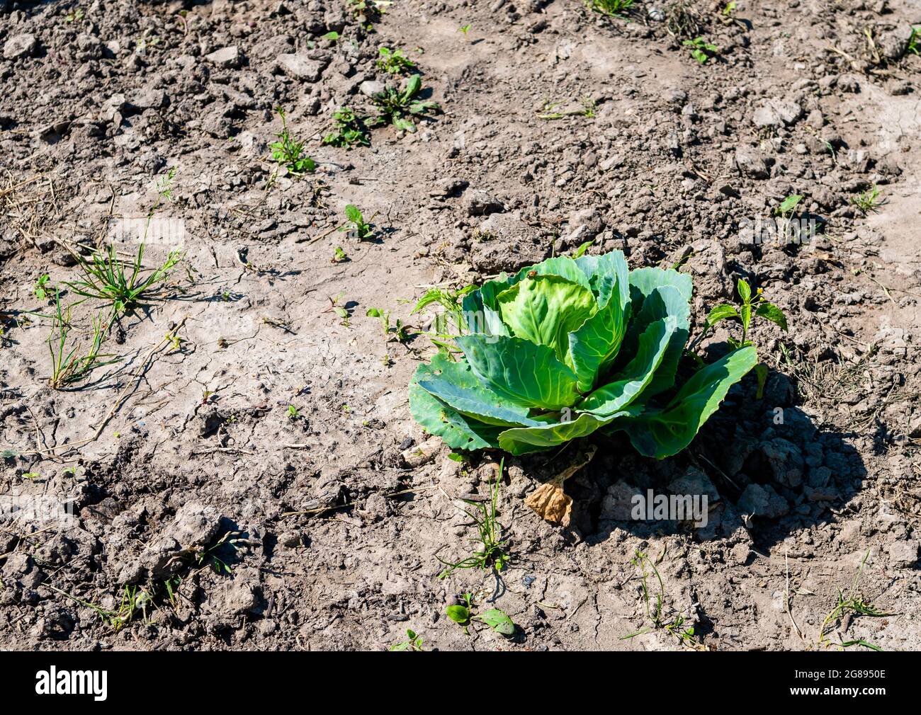 Single Cabbage Grows On Dry Soil Stock Photo - Alamy