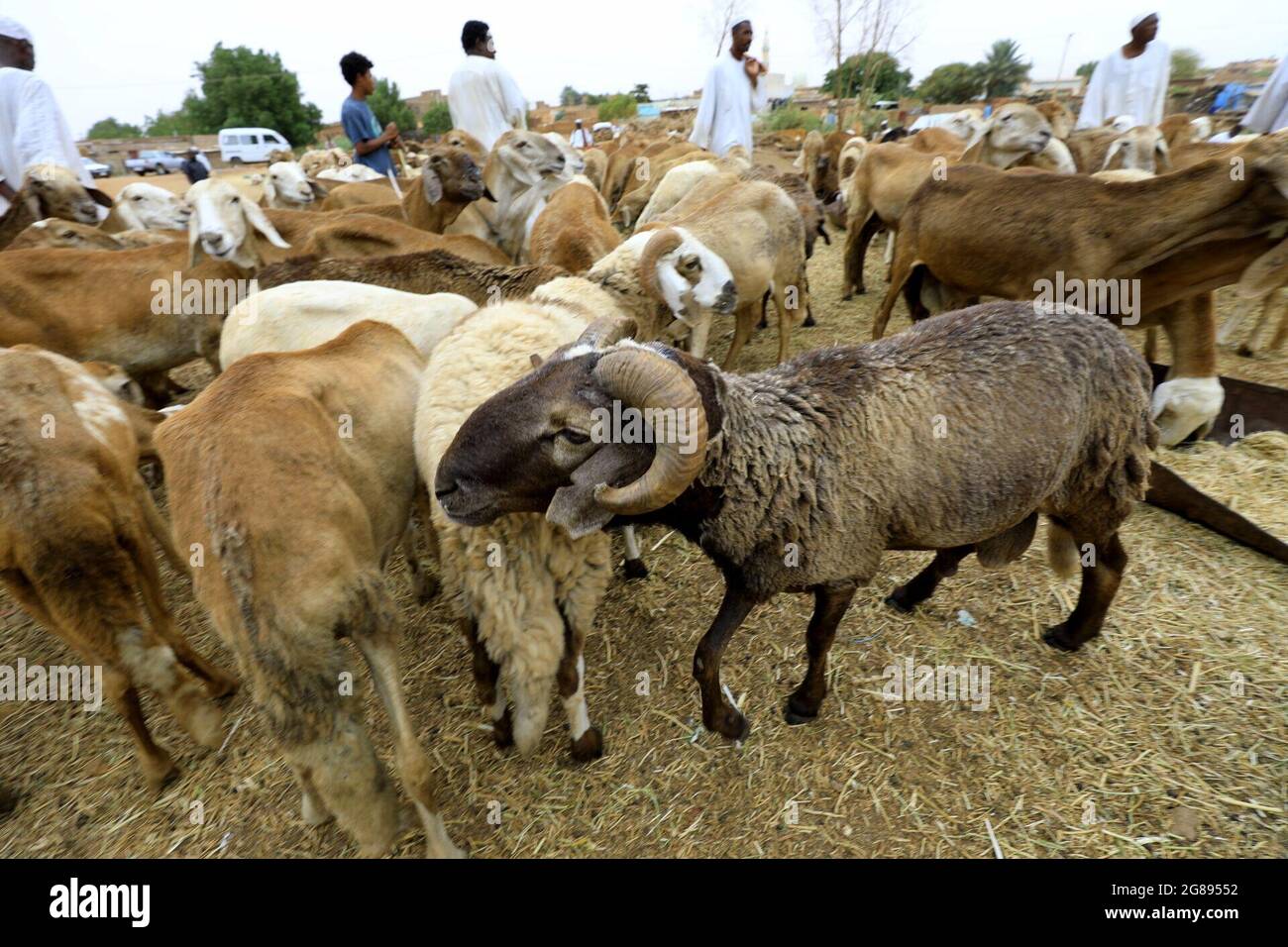 Khartoum, Sudan. 18th July, 2021. People purchase sheep at a market ...