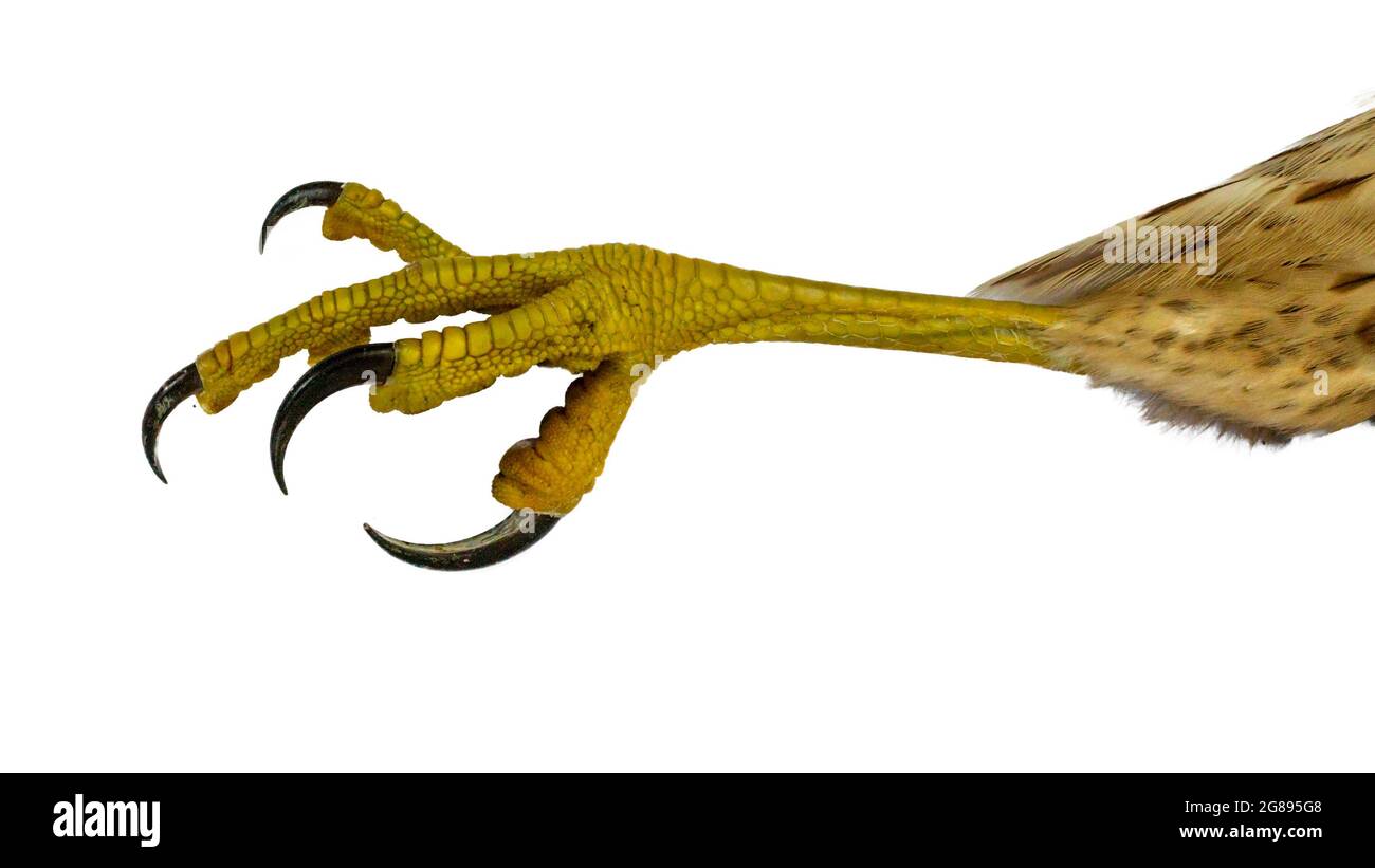 Raptor talon claw close up isolated hi-res stock photography and images ...