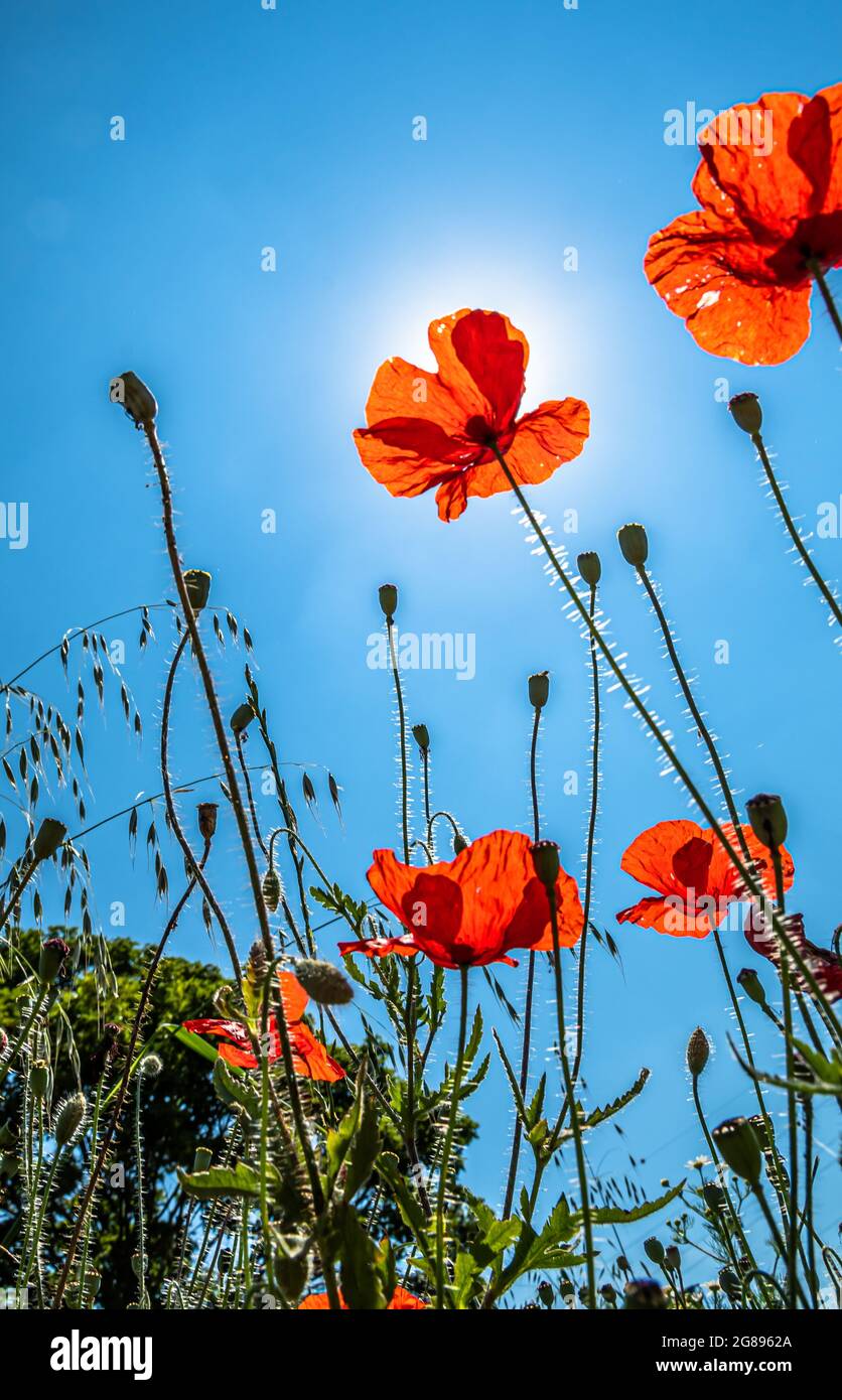Radiation flower hi-res stock photography and images - Alamy