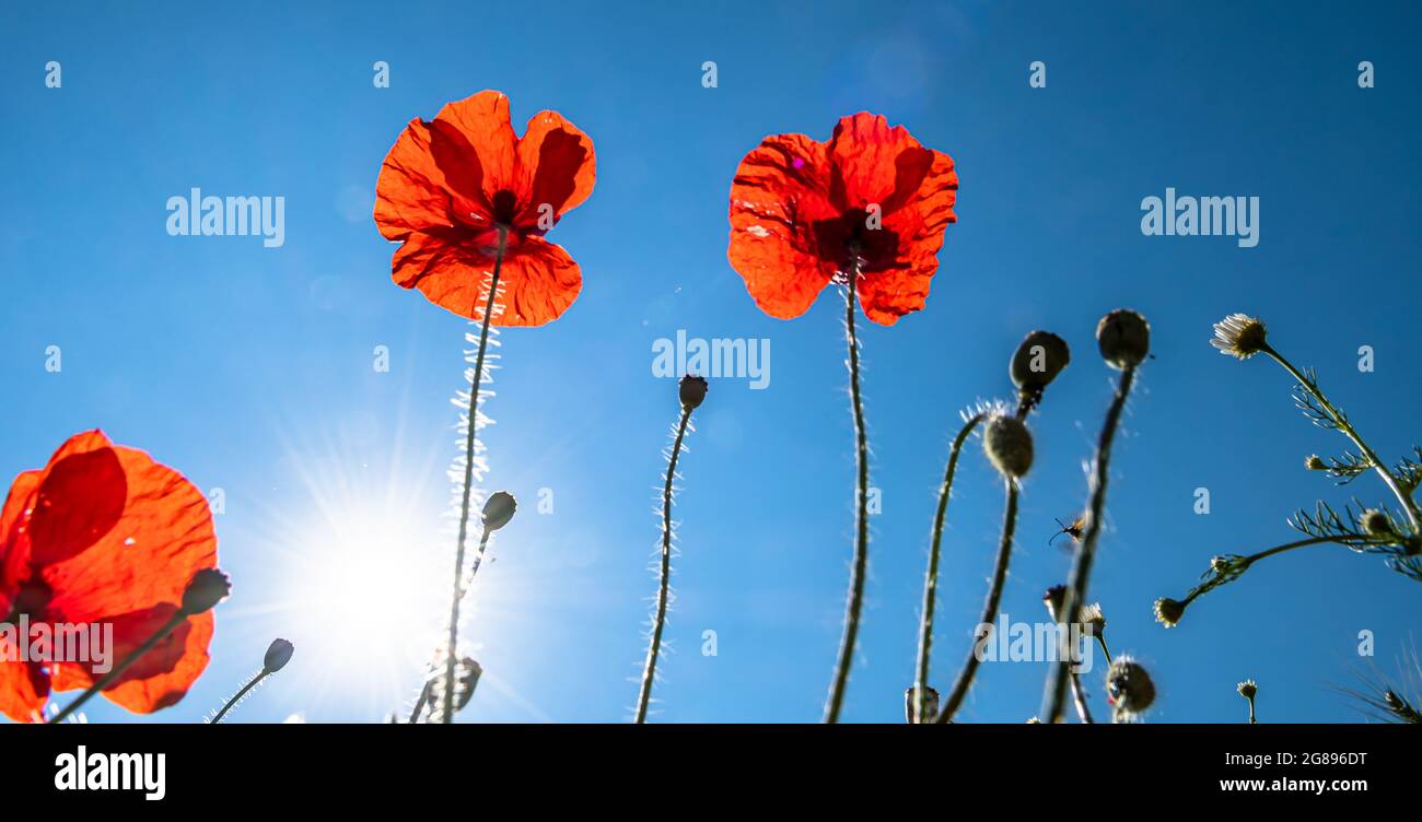 Radiation flower hi-res stock photography and images - Alamy