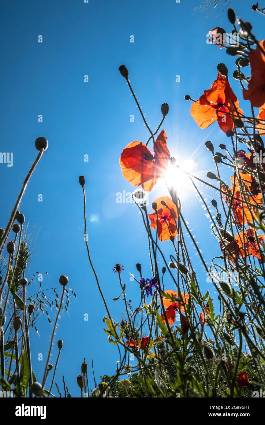 Radiation flower hi-res stock photography and images - Alamy