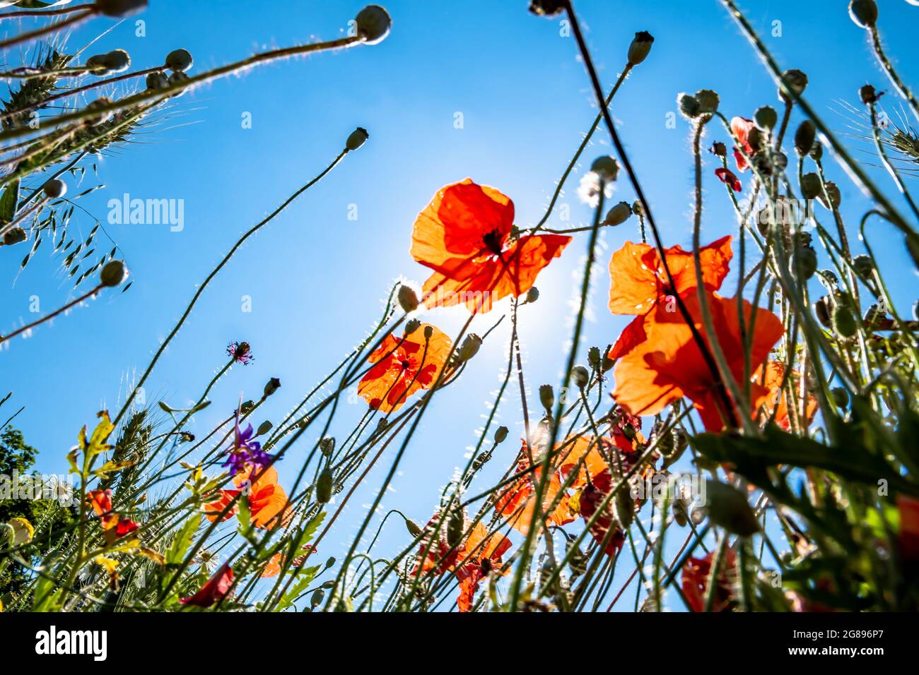 Radiation flower hi-res stock photography and images - Alamy