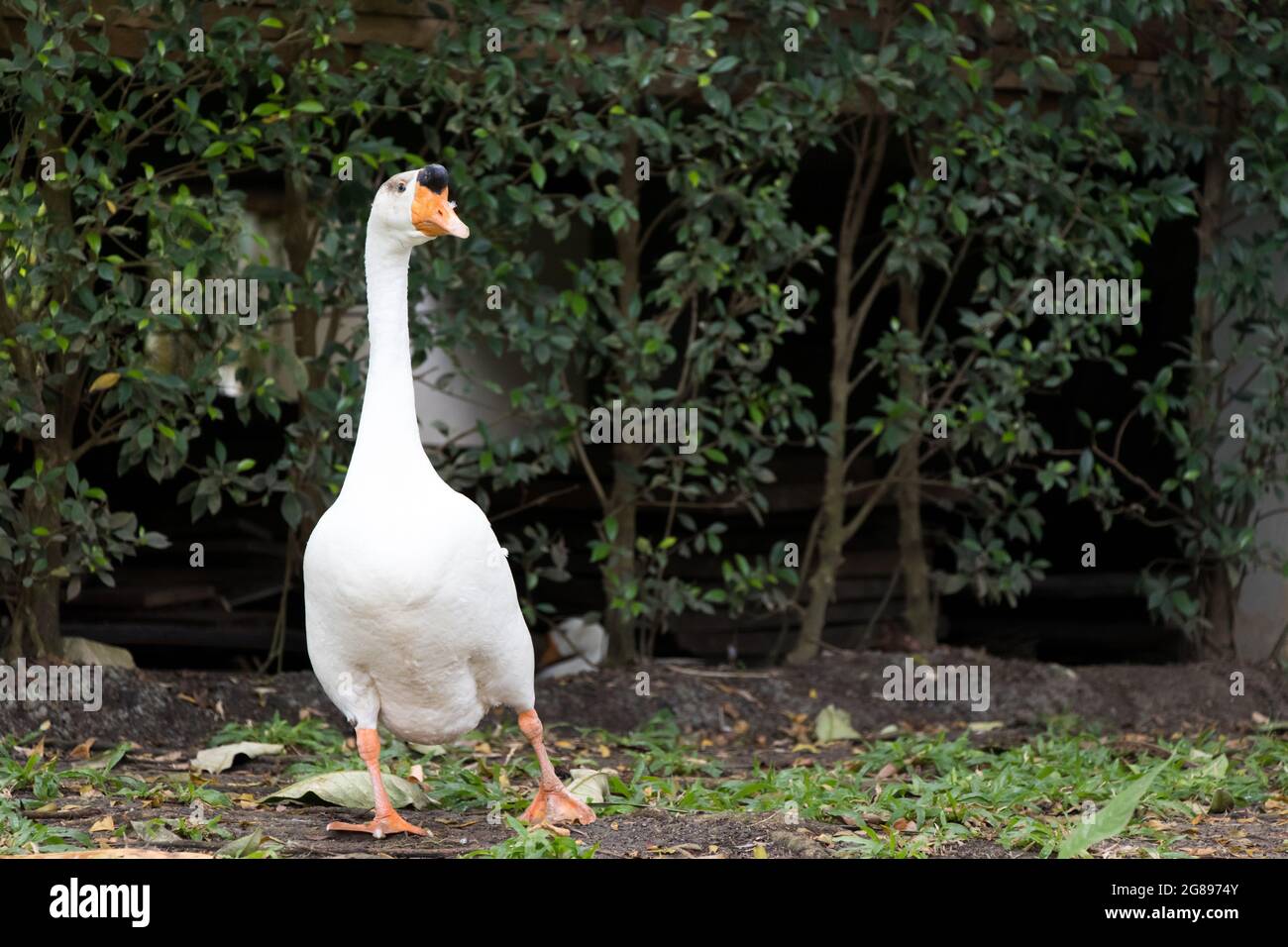 White goose walk on green grass background Stock Photo - Alamy