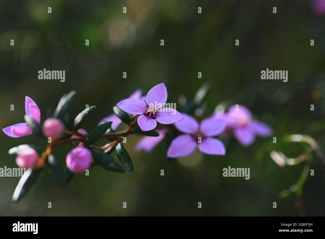 Pink Australia Australian Wildflowers High Resolution Stock Photography ...