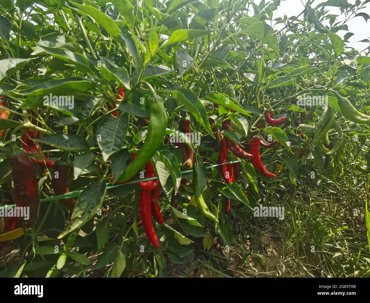 (210718) -- LAHORE, July 18, 2021 (Xinhua) -- Chilies planted under the ...