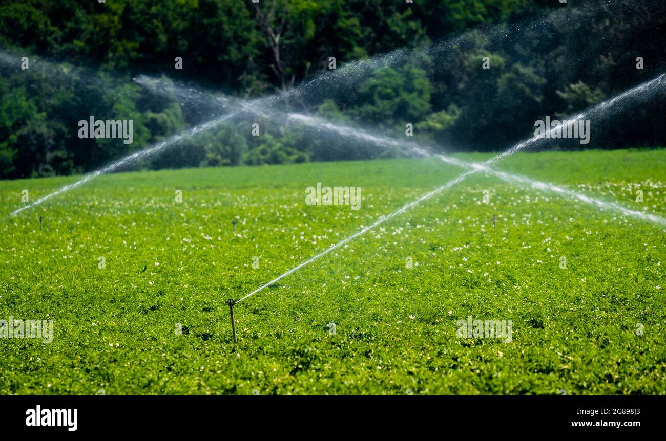 Artificial Irrigation Of A Vegetable Field With Water Sprinklers Stock ...