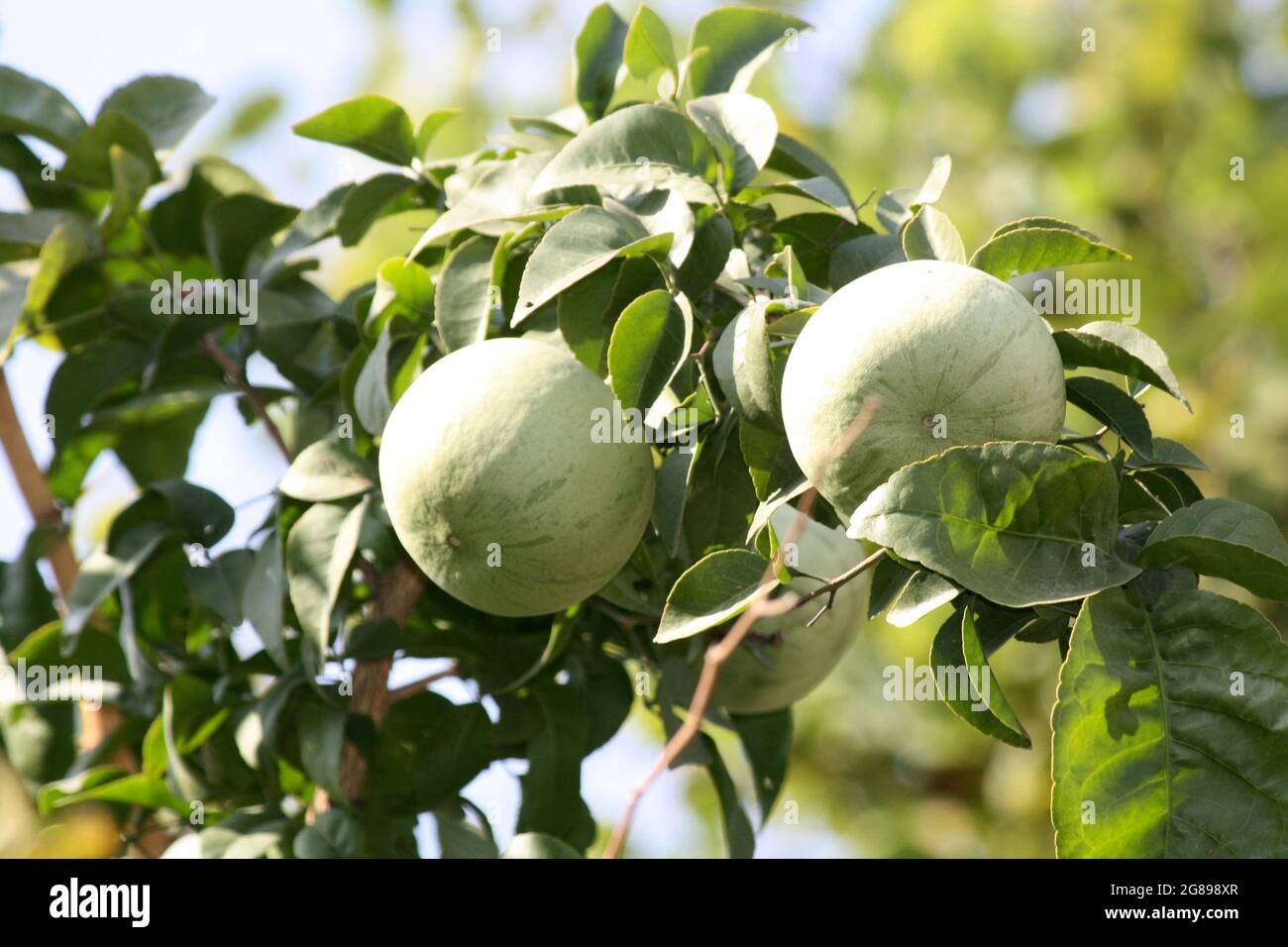 Unripe fruits of stone apple or Indian Bael (Aegle marmelos Stock Photo ...