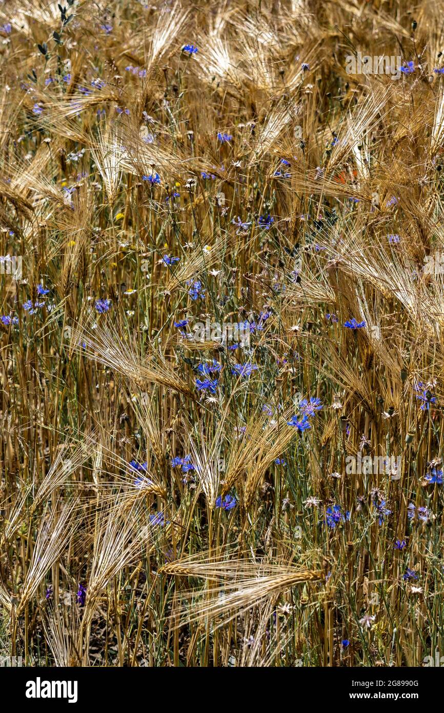 Corn Field With Blue Corn Flowers Stock Photo - Alamy