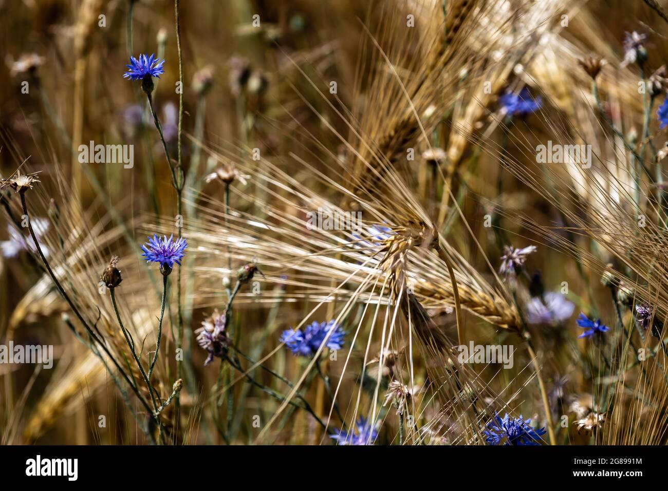 Corn Field With Blue Corn Flowers Stock Photo - Alamy