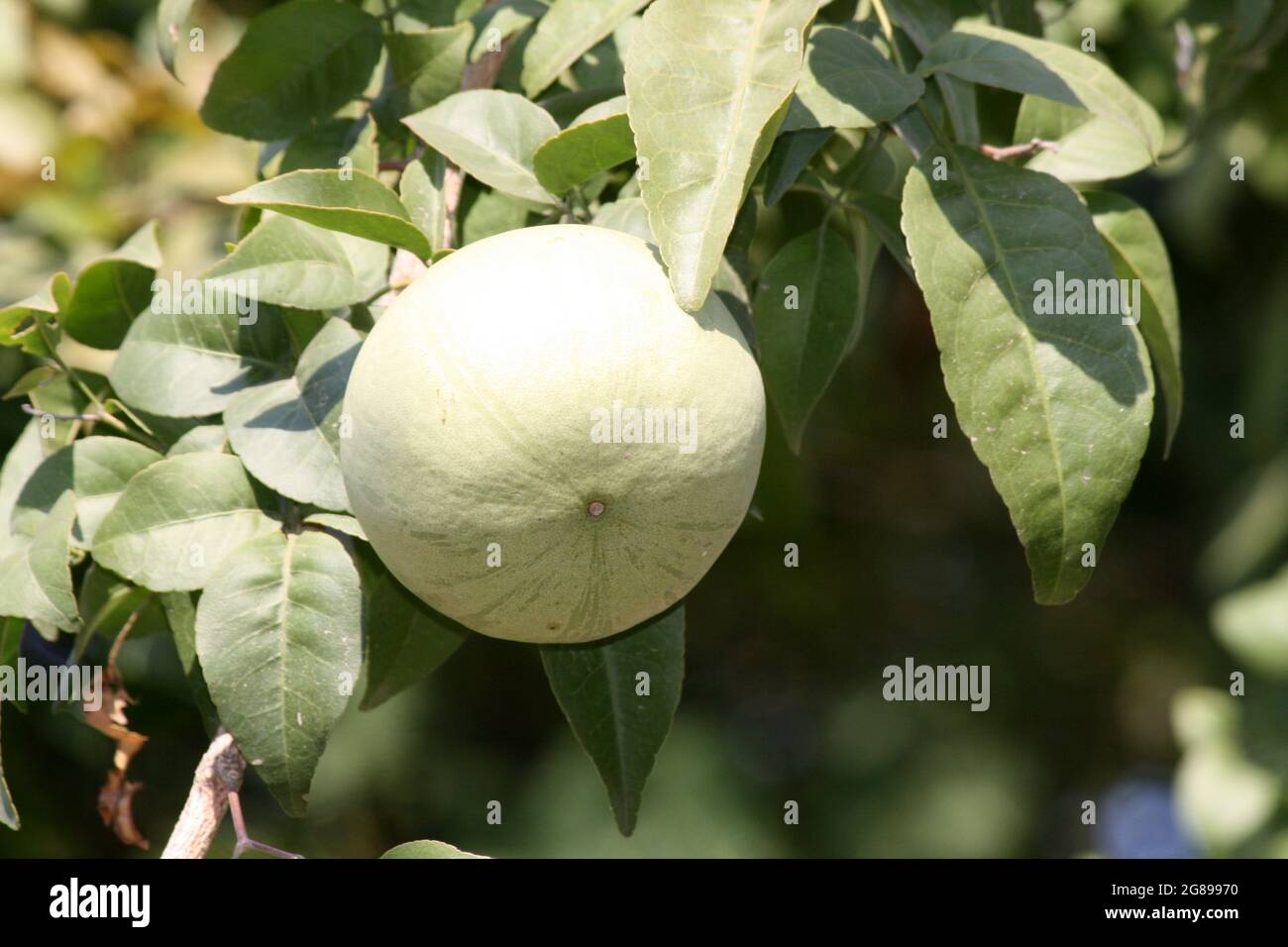 Unripe fruits of stone apple or Indian Bael (Aegle marmelos Stock Photo ...