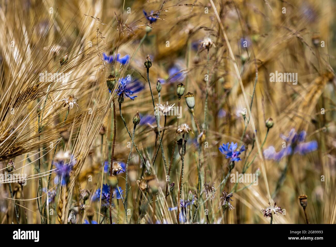 Corn Field With Blue Corn Flowers Stock Photo - Alamy