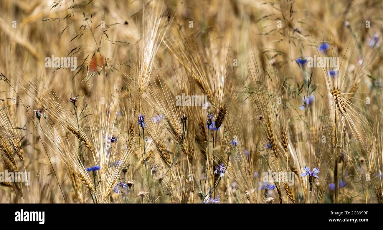Corn Field With Blue Corn Flowers Stock Photo - Alamy