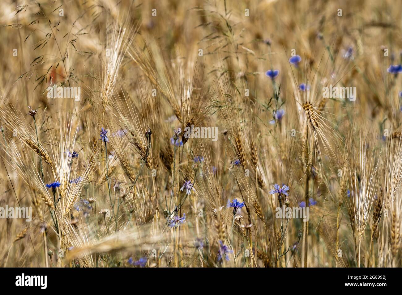 Corn Field With Blue Corn Flowers Stock Photo - Alamy