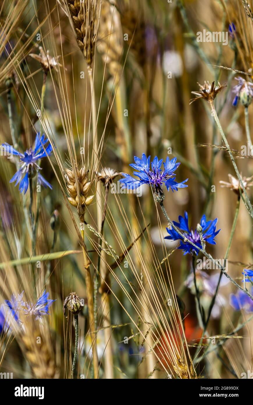 Corn Field With Blue Corn Flowers Stock Photo - Alamy