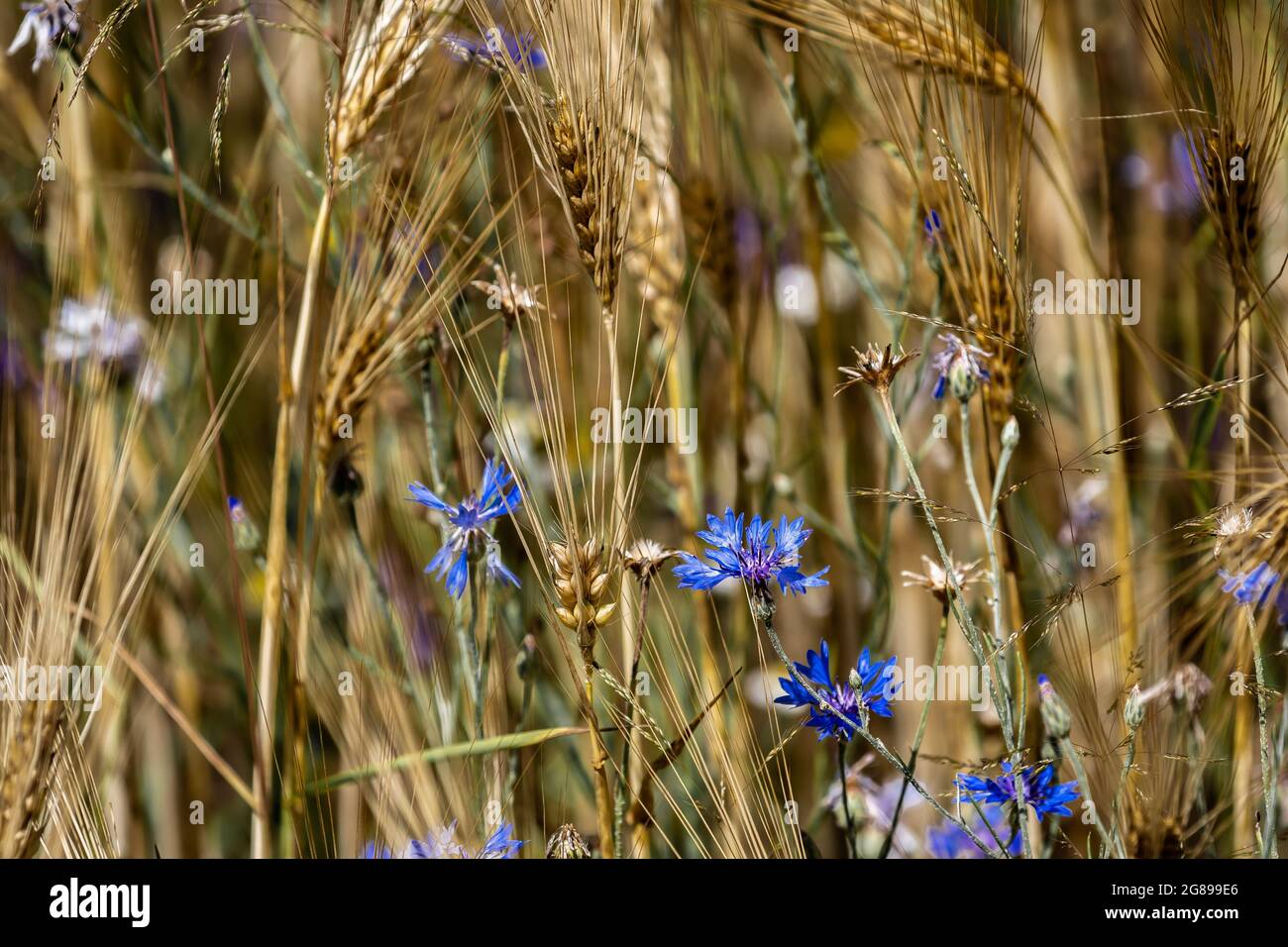 Corn Field With Blue Corn Flowers Stock Photo - Alamy