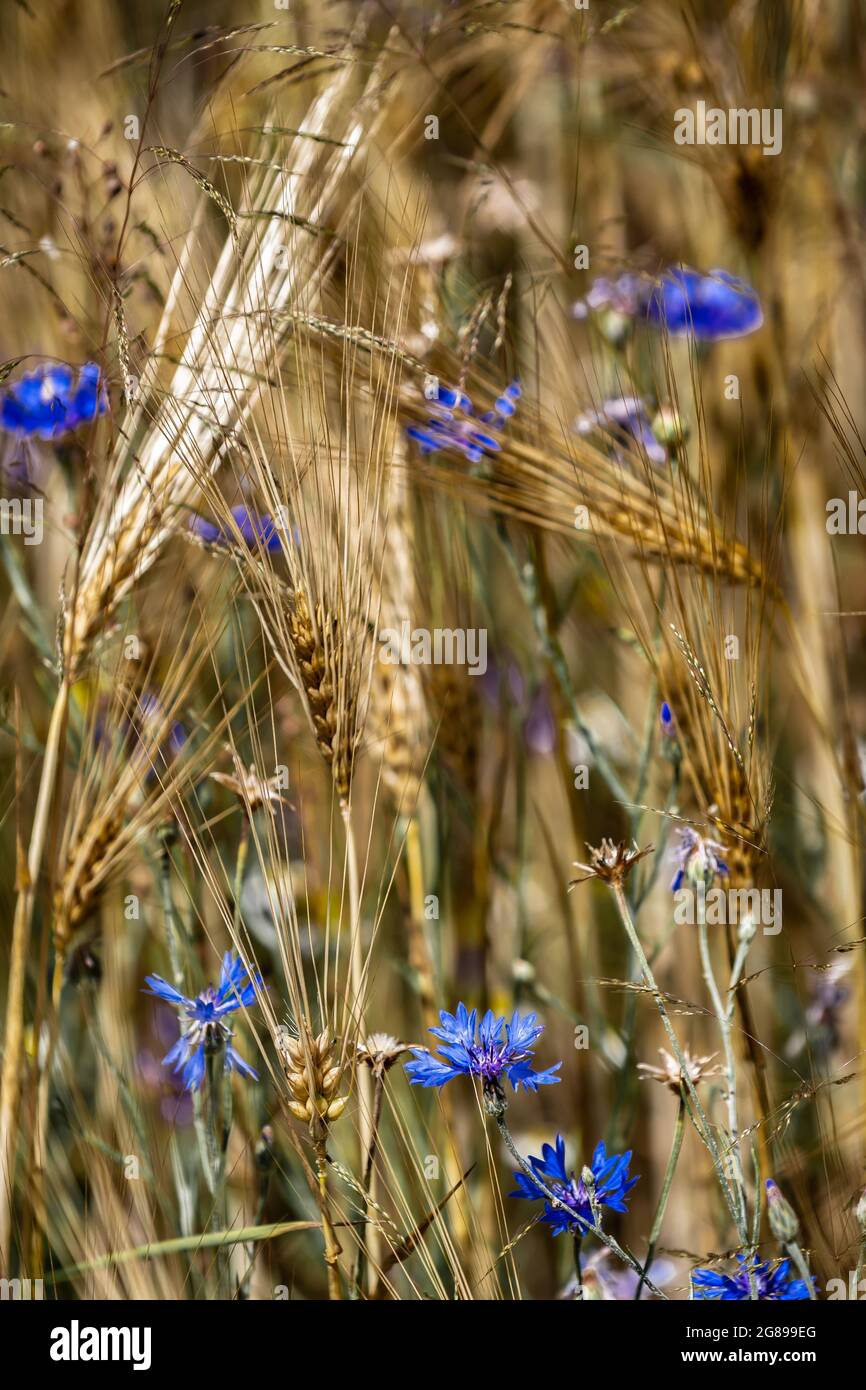 Corn Field With Blue Corn Flowers Stock Photo - Alamy