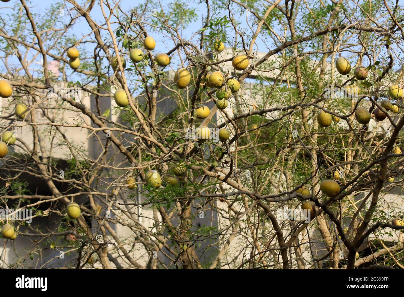 Unripe fruits of stone apple or Indian Bael (Aegle marmelos Stock Photo ...