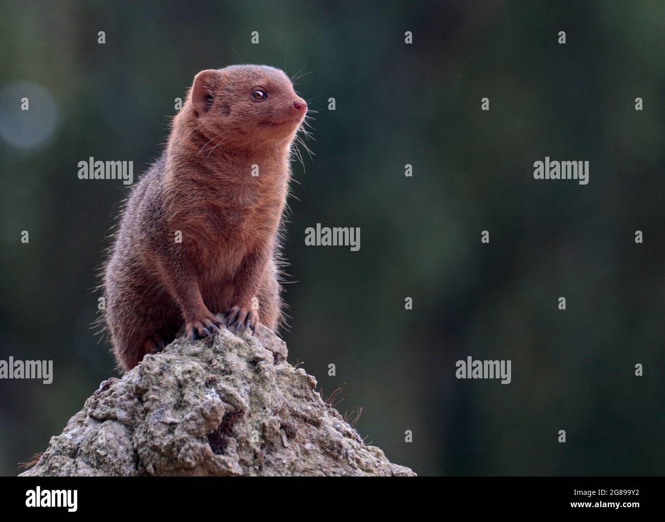 Dwarf Mongoose (helogale parvula Stock Photo - Alamy