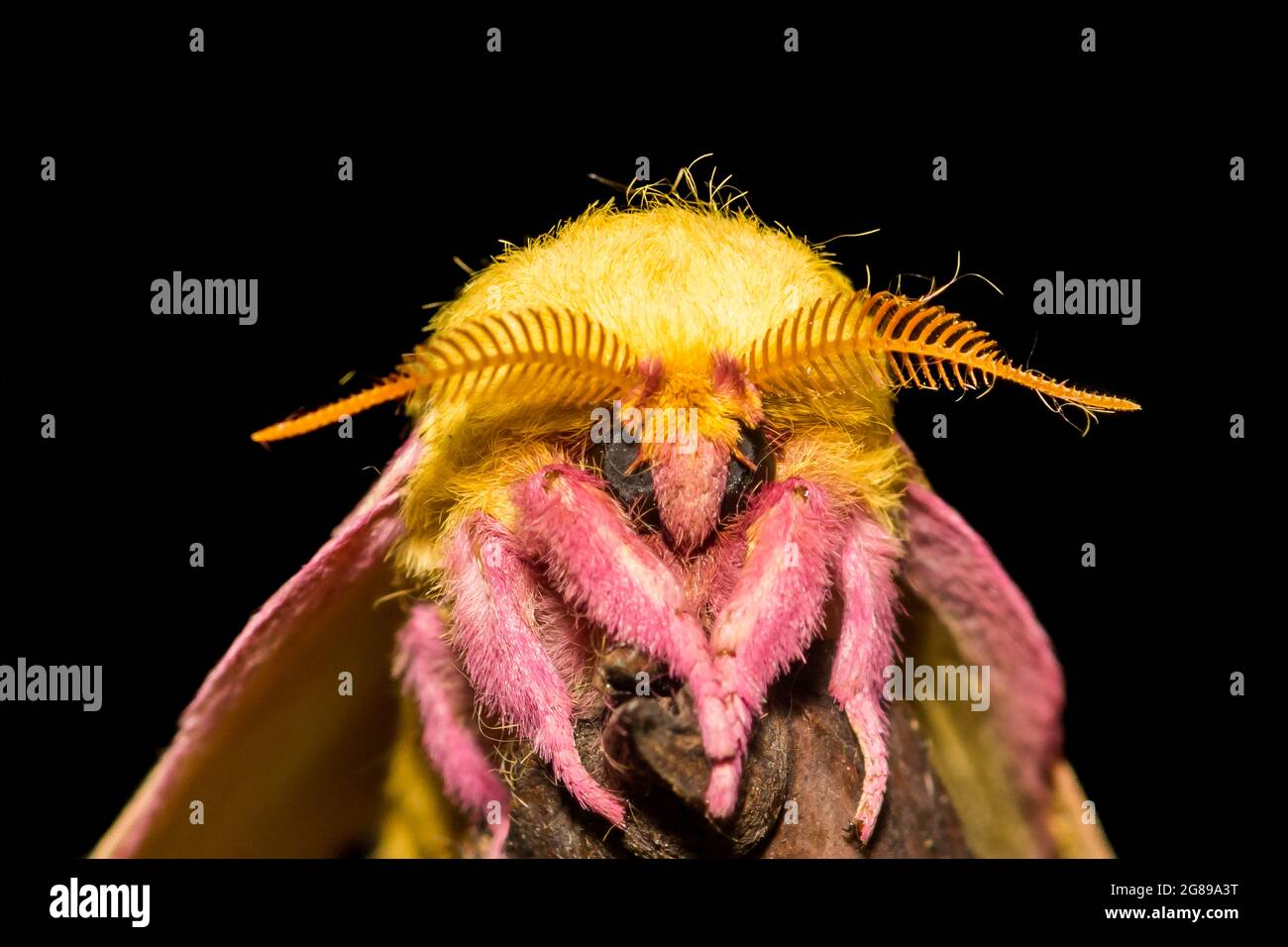 Rosy Maple Moth Face