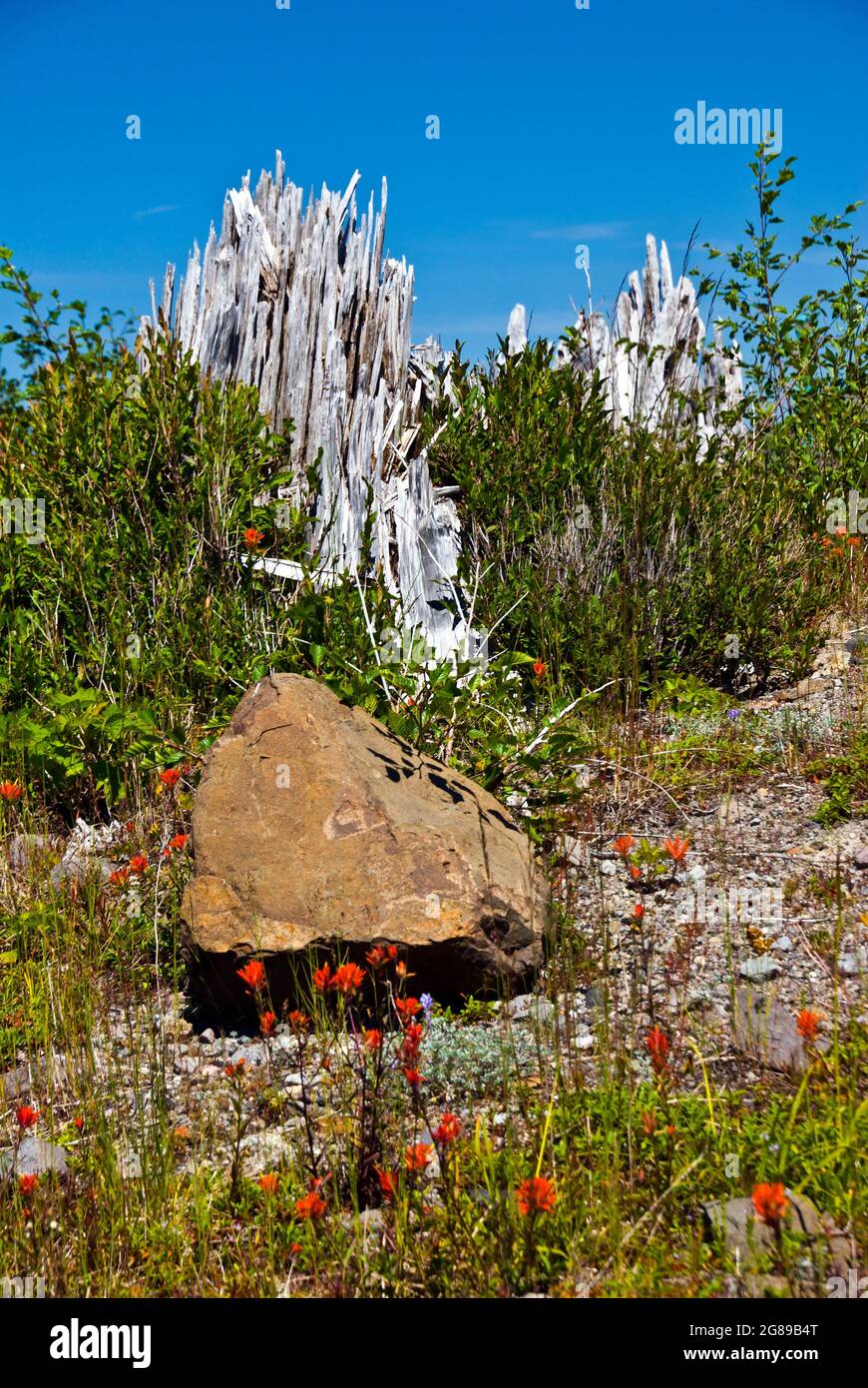 Wildflowers around blasted stumps of trees felled by eruption of hi-res ...