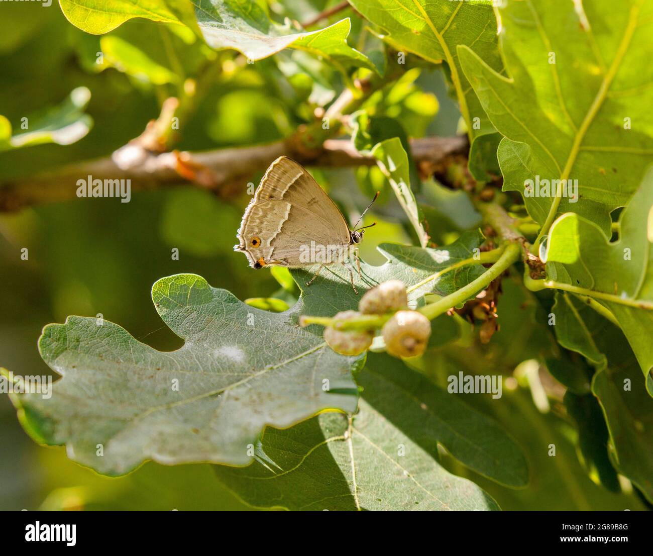 Butterfly underside hi-res stock photography and images - Alamy