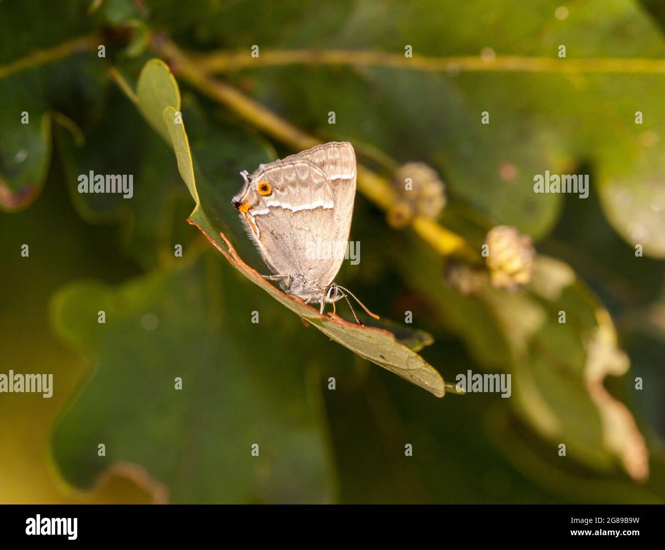 Underside of the Purple Hairstreak butterfly Favonius quercus on oak ...