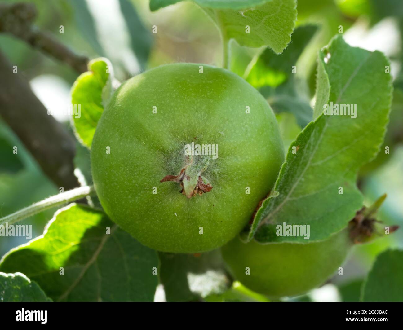 An unripe apple on a tree branch, close-up. An apple is an edible fruit ...