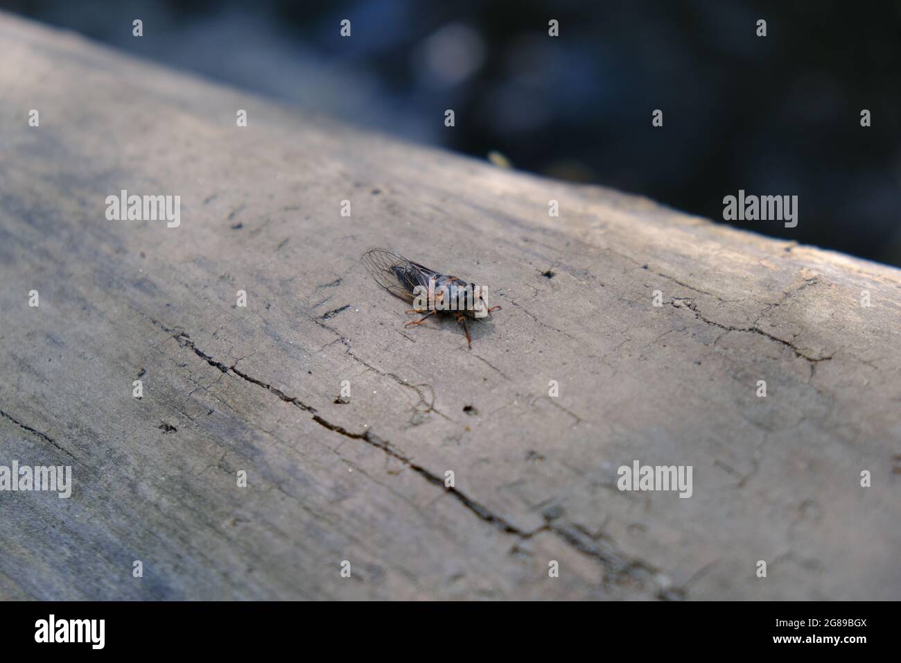 Cicada on Beaver Brook Trail in Colorado Stock Photo - Alamy