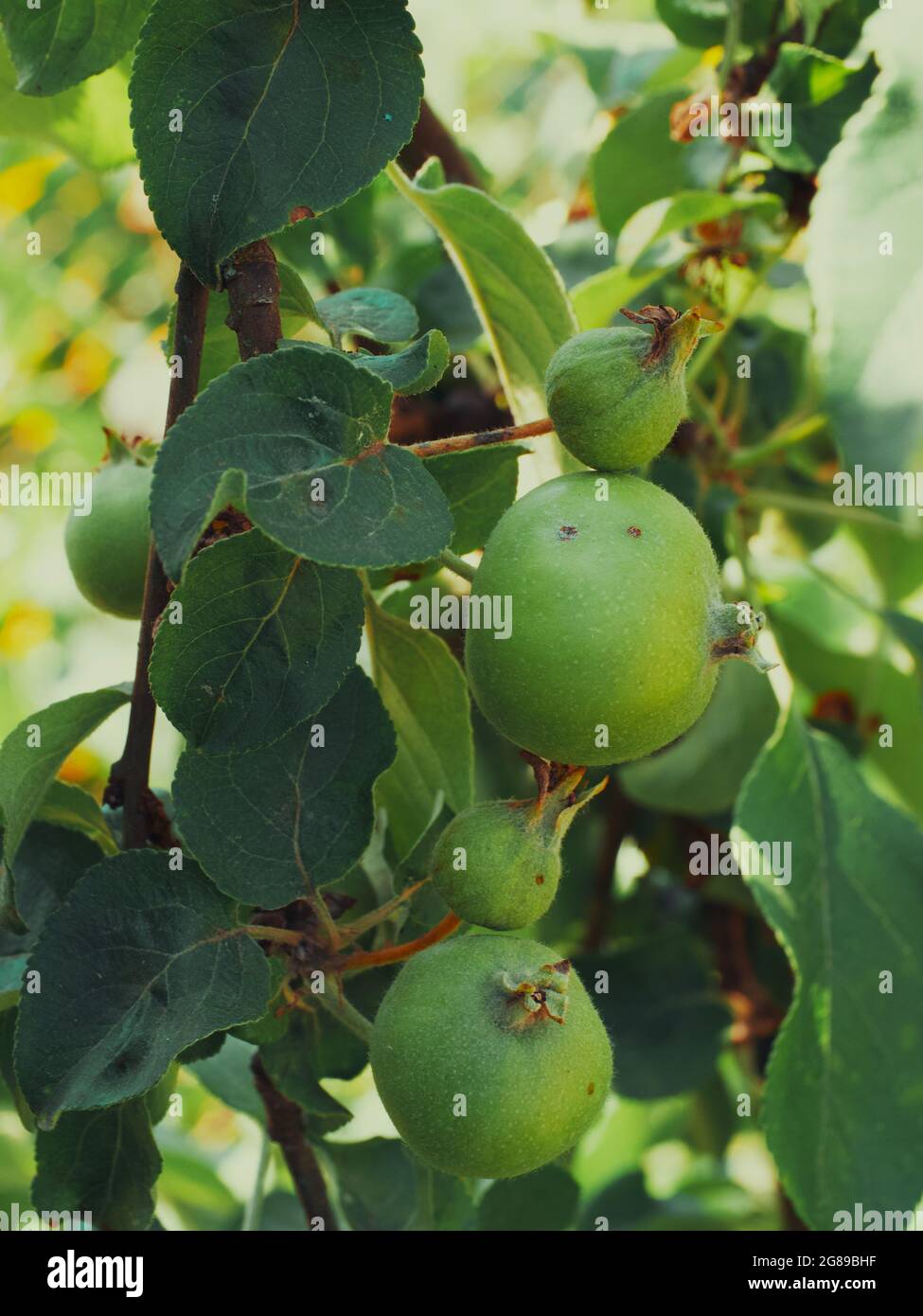 An unripe apple on a tree branch, close-up. An apple is an edible fruit ...