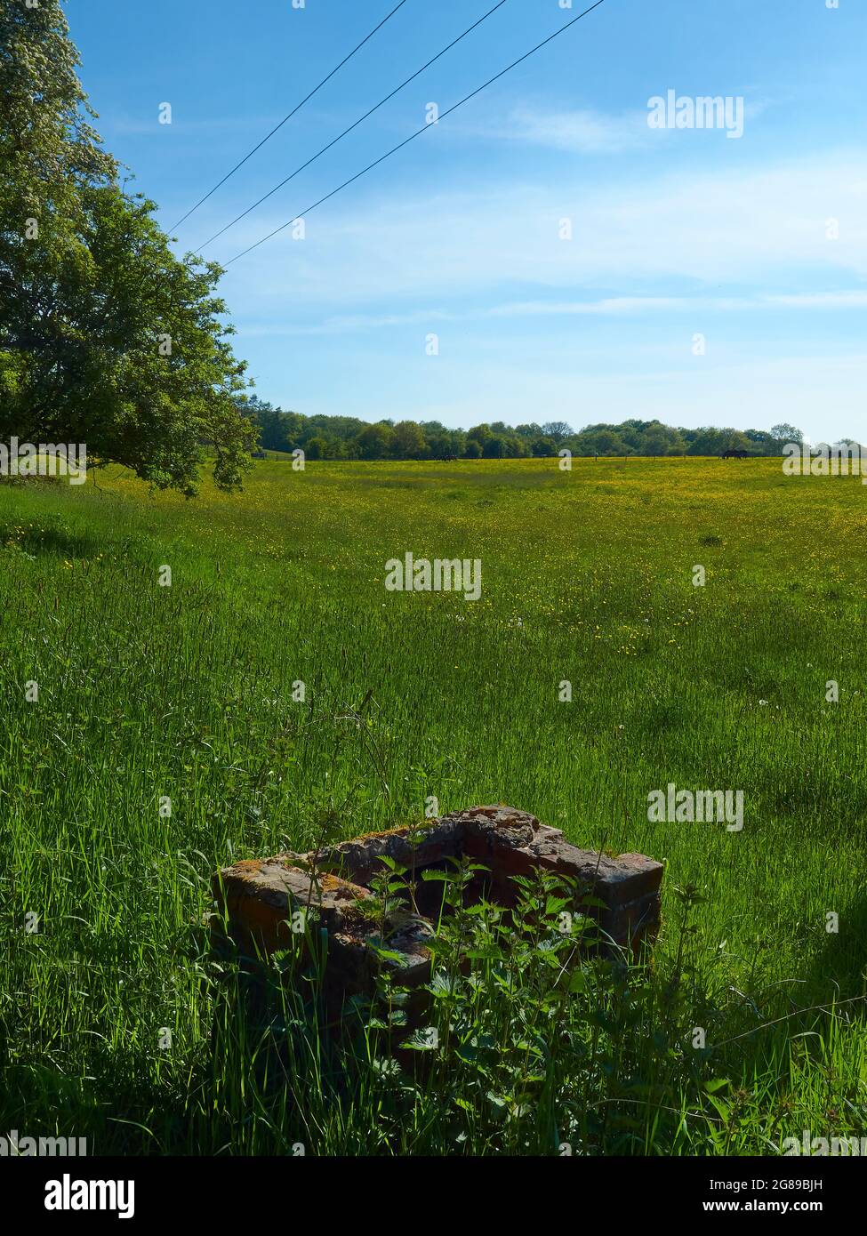 Plants verdant structure hi-res stock photography and images - Alamy