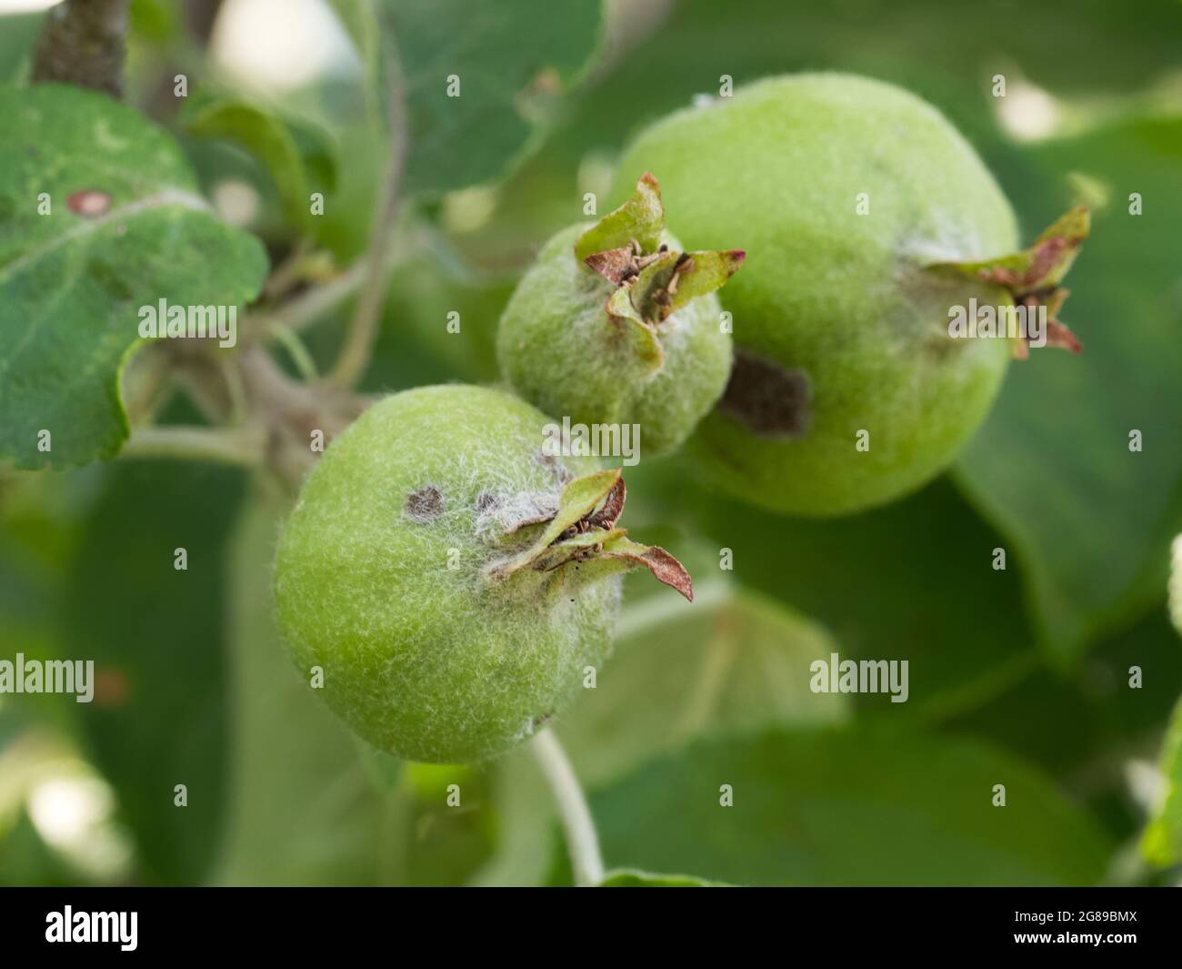 An unripe apple on a tree branch, close-up. An apple is an edible fruit ...