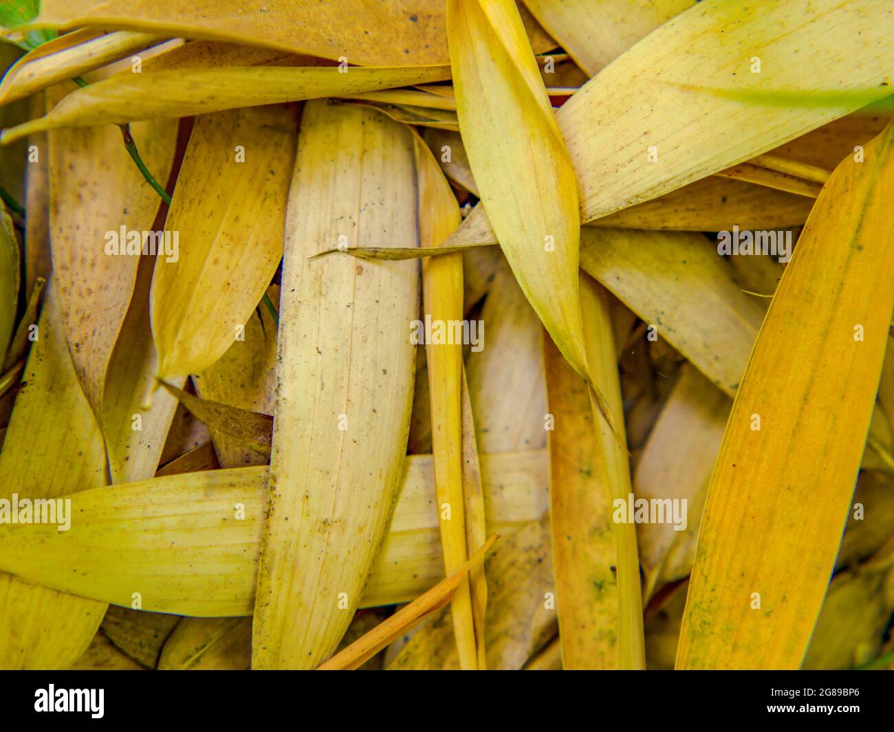 Dry bamboo leaves. Natural background from yellow bamboo leaves Stock ...