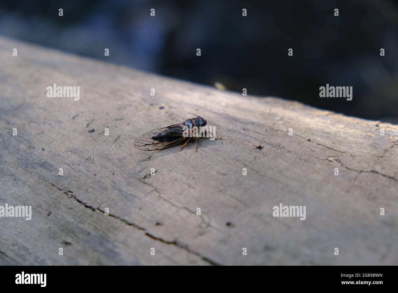Cicada on Beaver Brook Trail in Colorado Stock Photo - Alamy