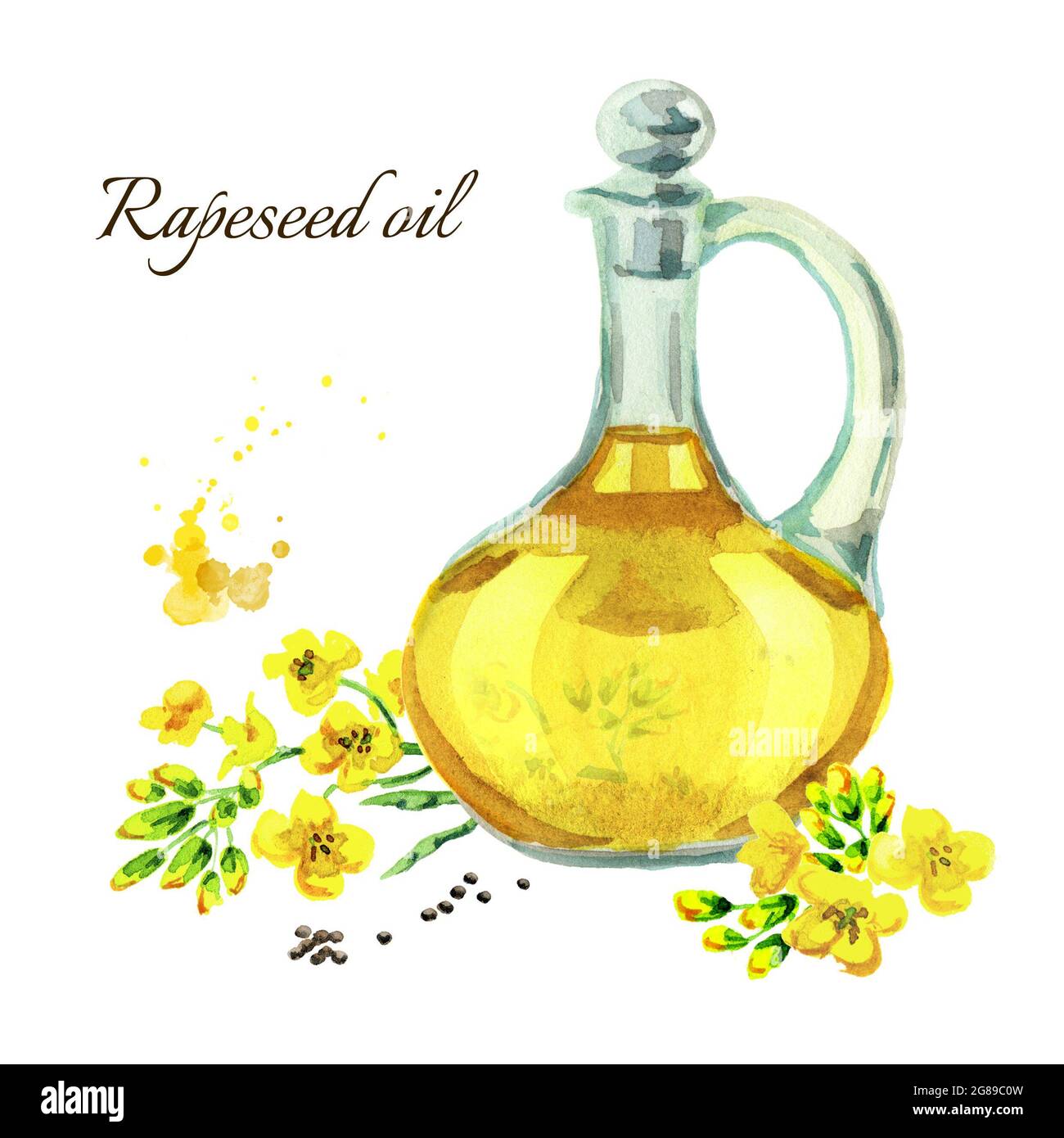 Rapeseed oil. Watercolor hand drawn illustration, isolated on white ...
