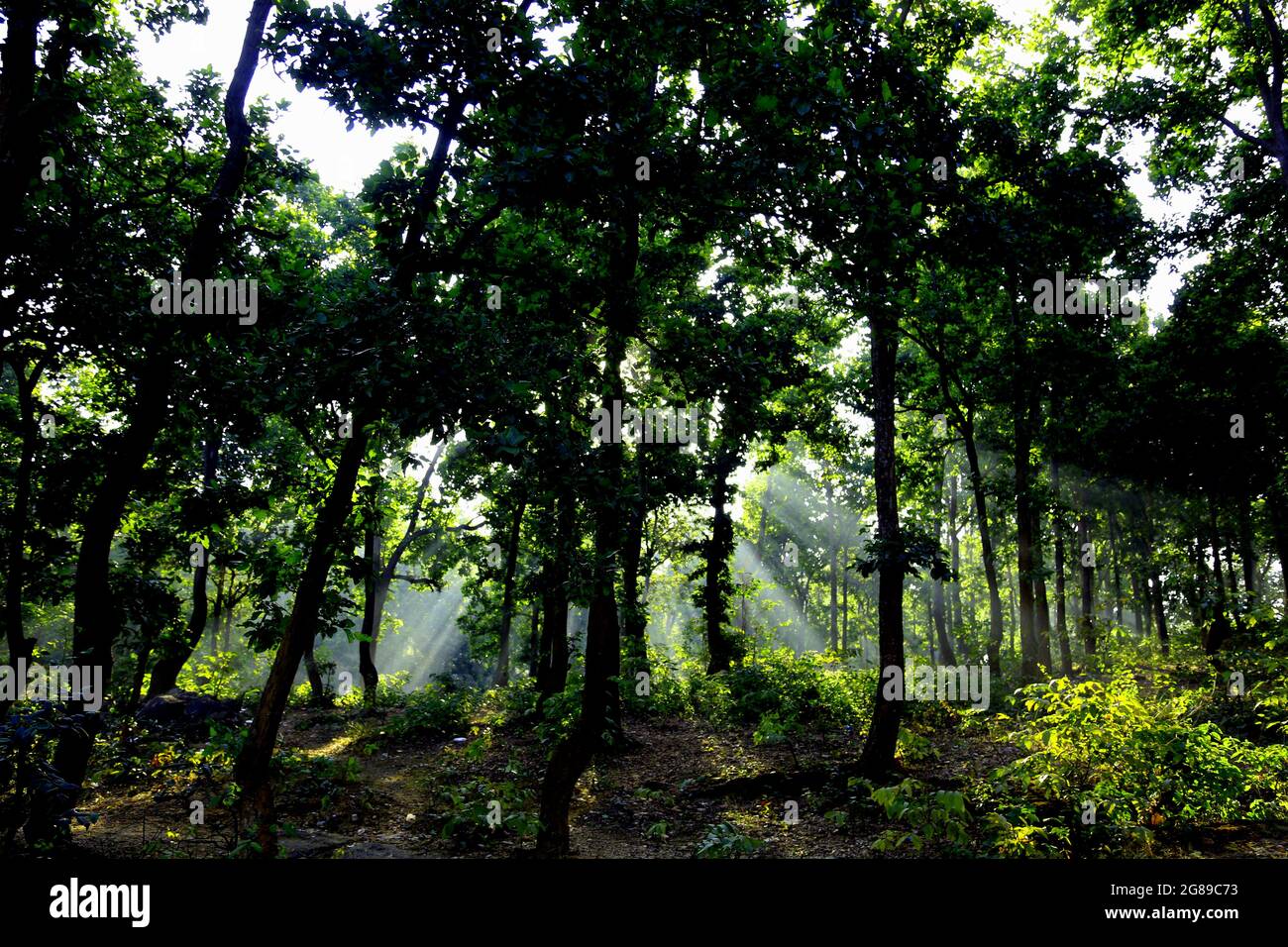 forest with sun rays Stock Photo - Alamy