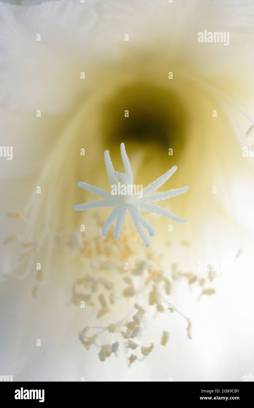 Wijaya kusuma plant hi-res stock photography and images - Alamy