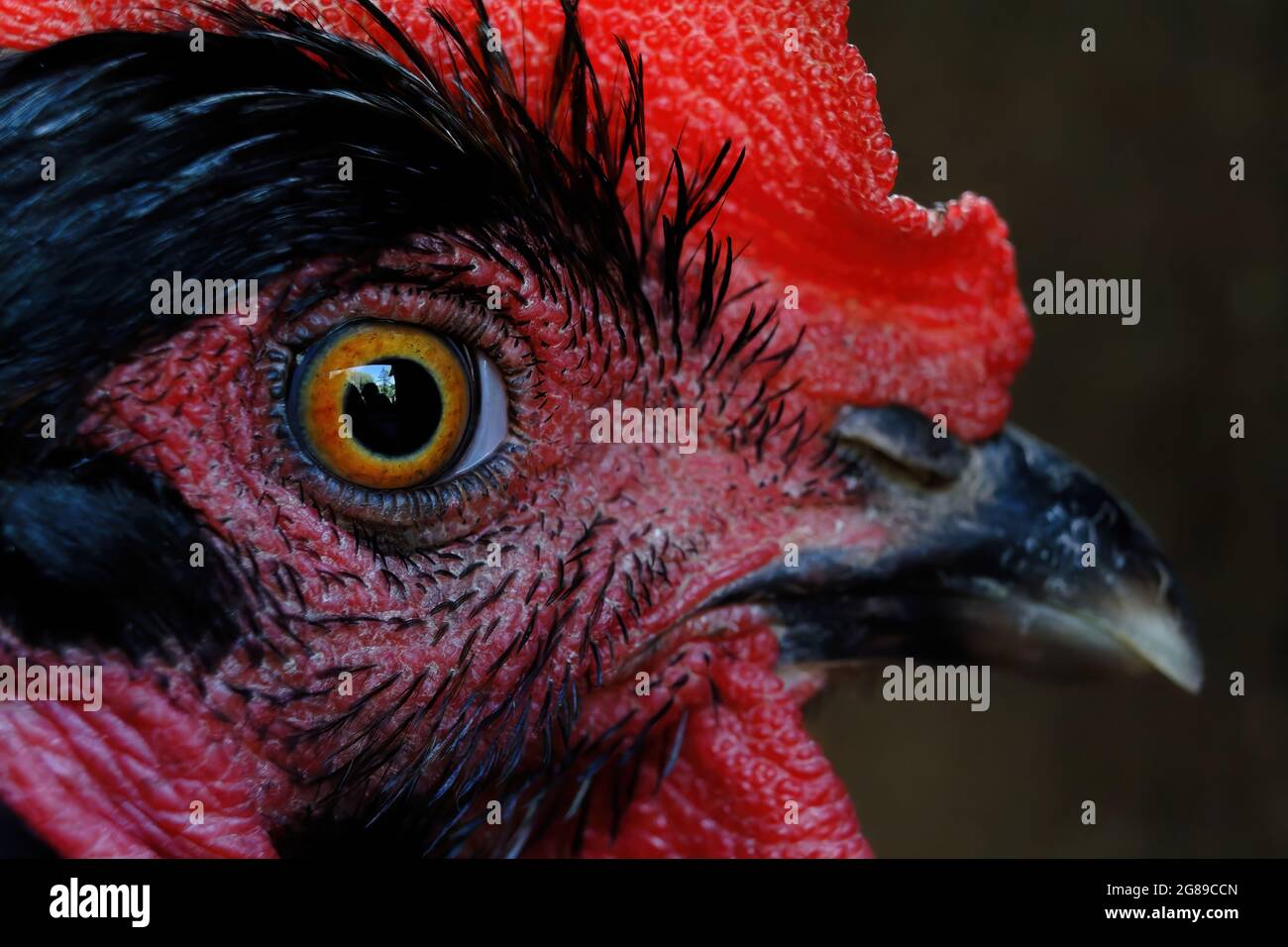 A closeup of a rooster eye Stock Photo - Alamy