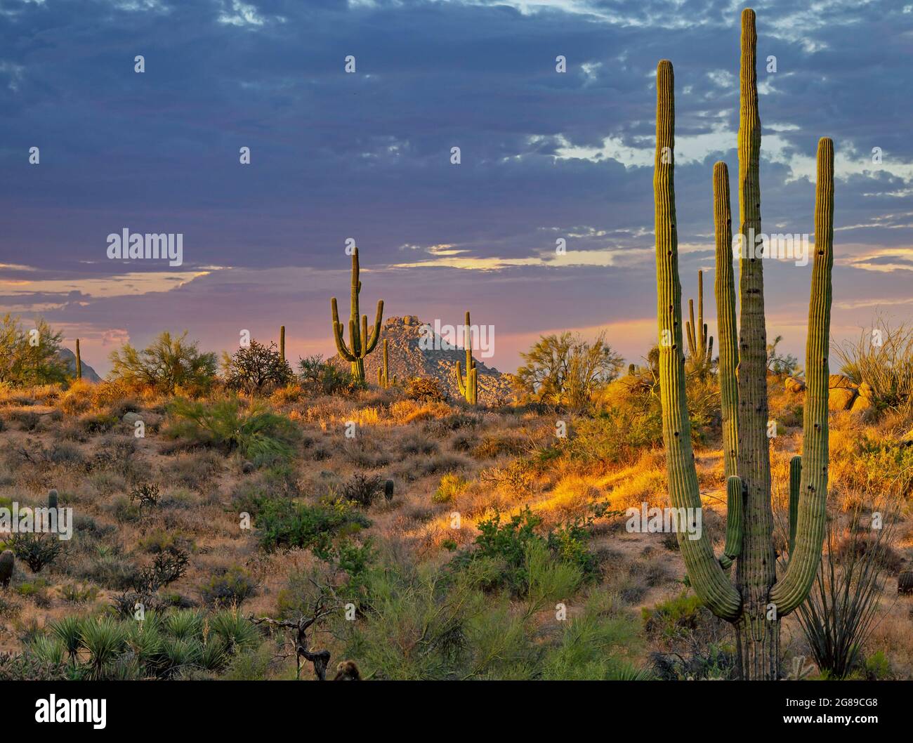 Arizona desert landscape scenery with saguaro cactus and and mountains ...