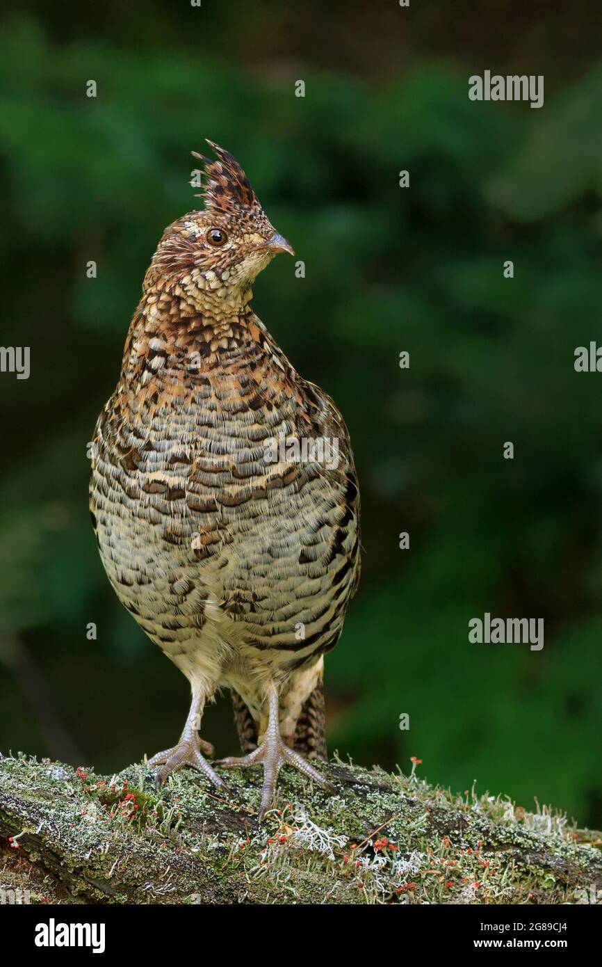 Ruffed grouse hi-res stock photography and images - Alamy