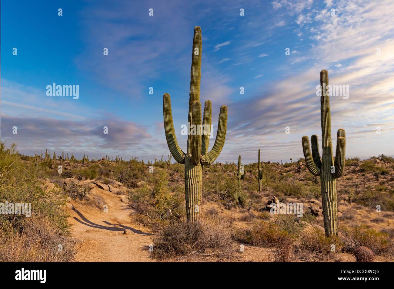 Image of saguaro cacti along a high desert hiking trail in a North ...