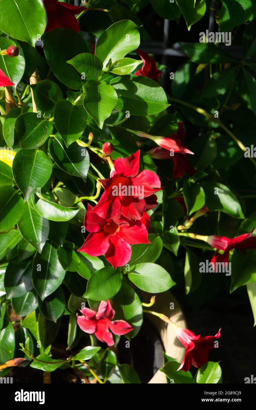 big red rocktrumpet plant with many flowers in full bloom Stock Photo ...