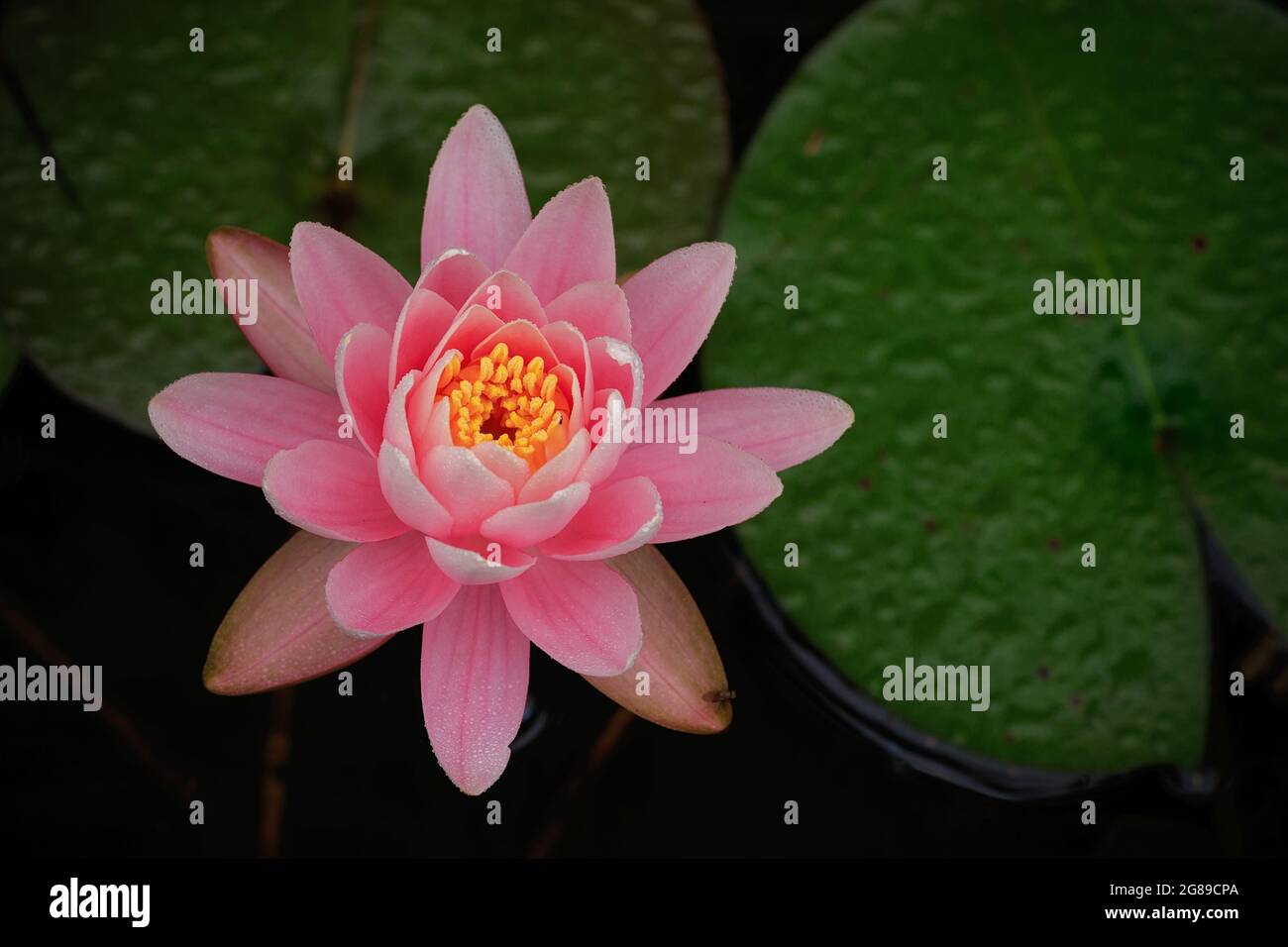 Pink Water Lily Stock Photo - Alamy