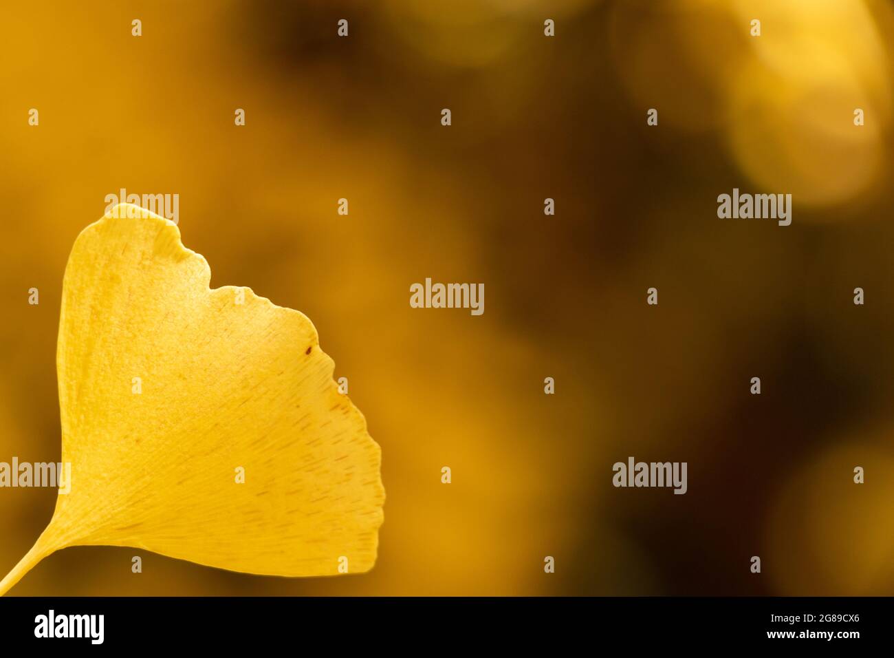 Yellow color of Ginko leaf with blurred background Stock Photo - Alamy