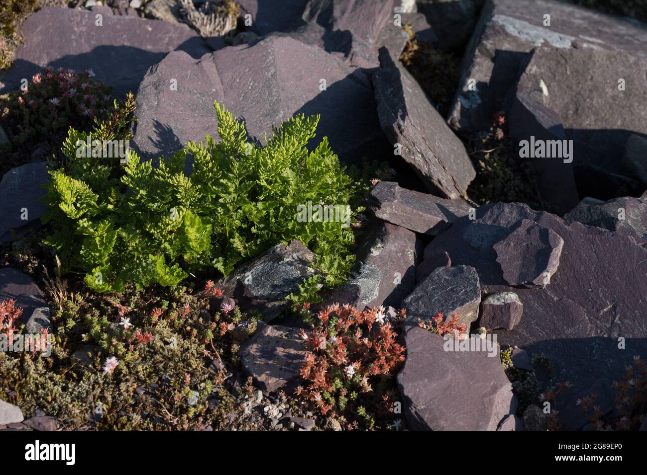 Hiking up Moel Eilio in Snowdonia, North, Wales, Great Britain Stock ...