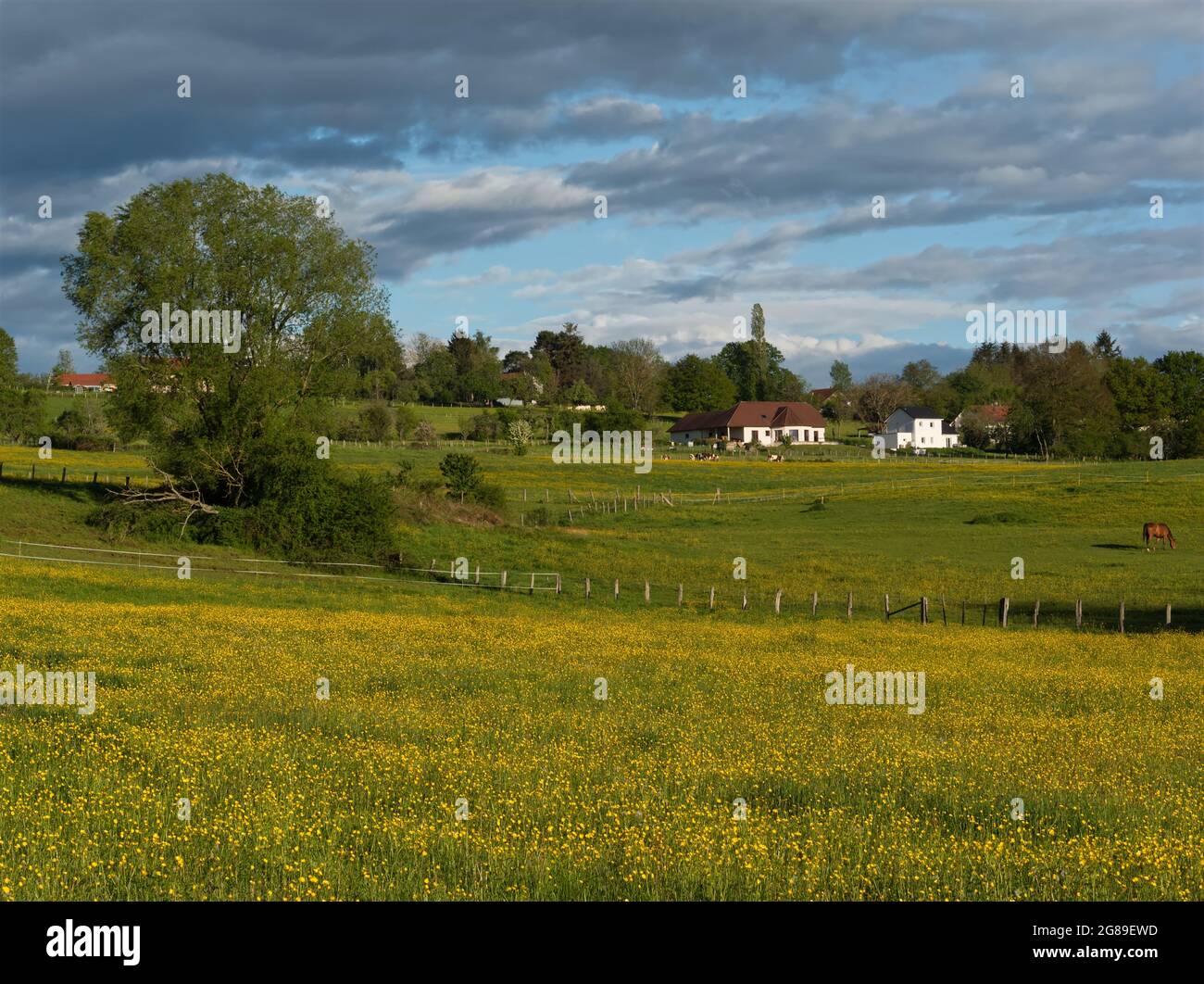 Buttercup and green fields are the illustration of France backcountry ...