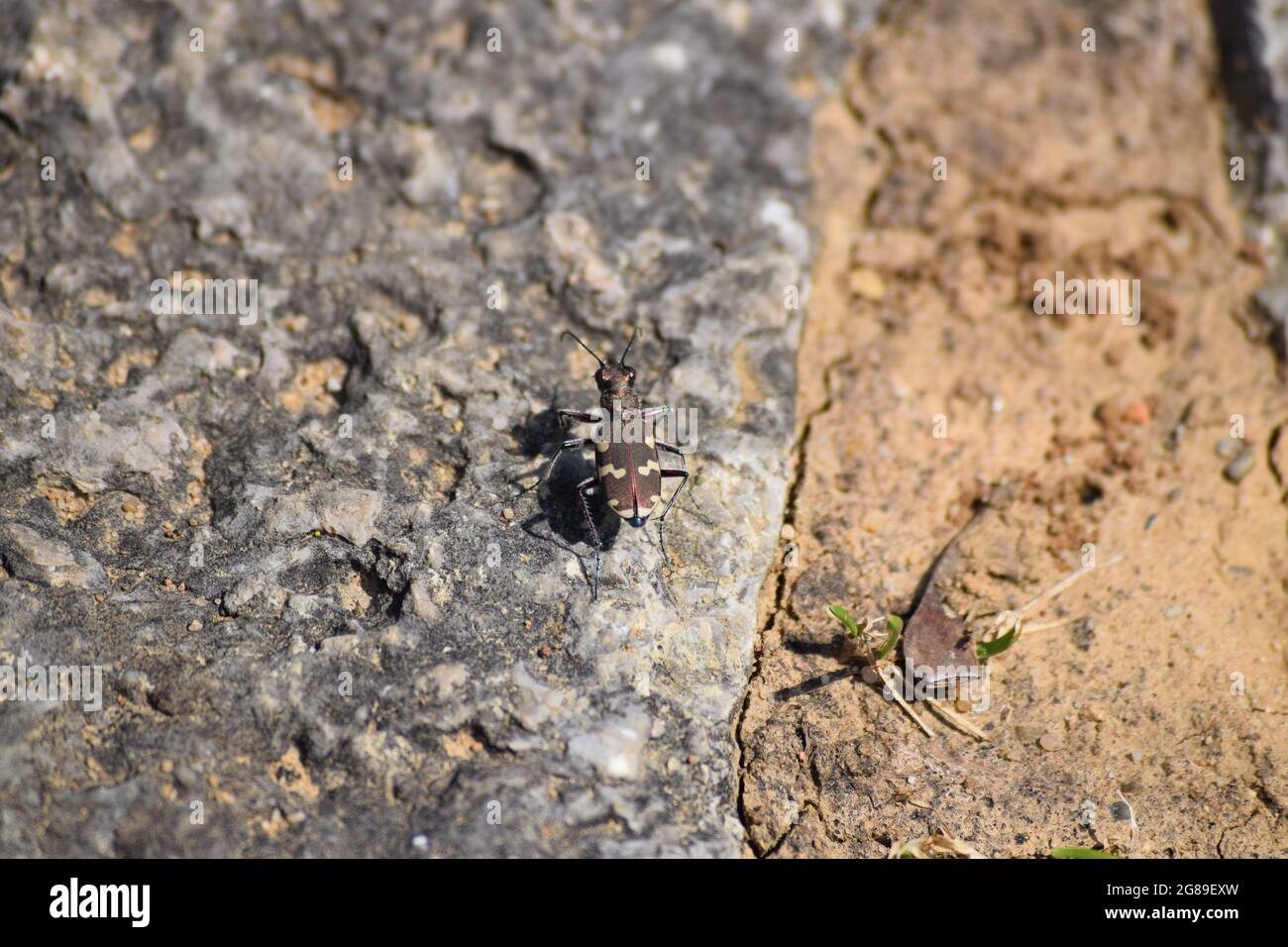 Dune tiger beetle hi-res stock photography and images - Alamy
