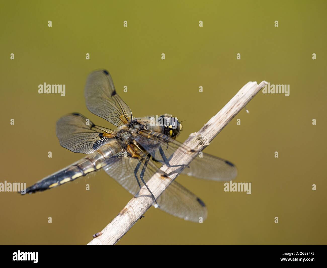 A four-spotted chaser dragonfly in mid summer around a pool in mid ...