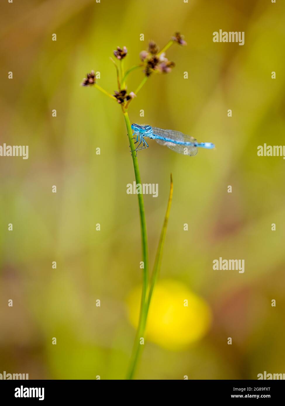 Azure damsel fly wildlife hi-res stock photography and images - Alamy